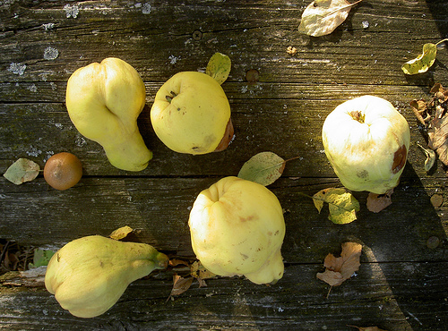 4 Kitchen Garden Plants to Create Chef Inspired Food Trends | PITH + VIGOR