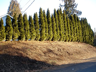 How to Use Arborvitae (Hint: Not As a Hedge) + 6 More Interesting ...