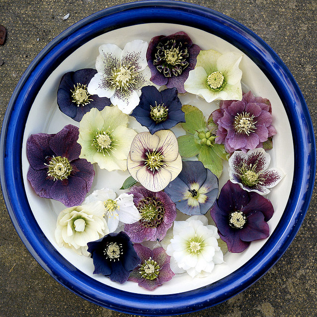 Hellebore Portraits | PITH + VIGOR
