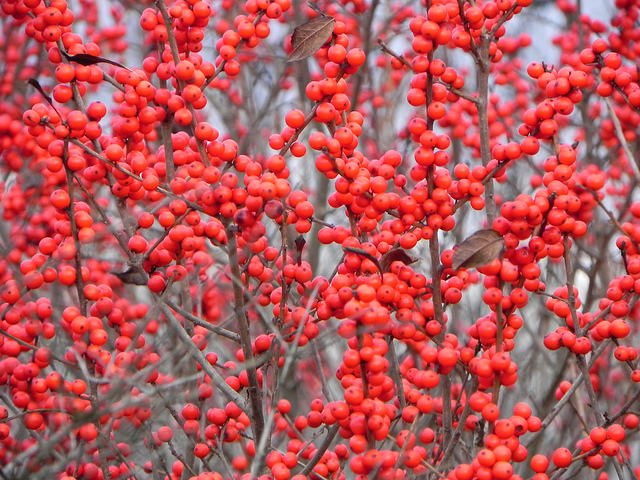 Winterberrry Holly is the Queen of the Winter Landscape | PITH + VIGOR
