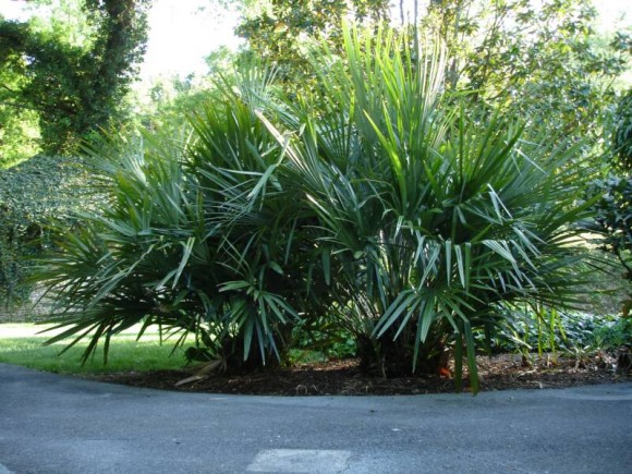 A Palm Grows in New England? | PITH + VIGOR