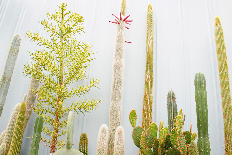 5 Cool Facts & 5 Cool Pics of Cacti | PITH + VIGOR