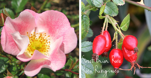 Rose Hips (and the Roses they Go With) | PITH + VIGOR