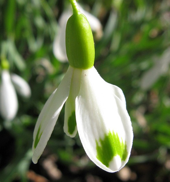 Once The Snow Melts, The Snowdrops Emerge | PITH + VIGOR