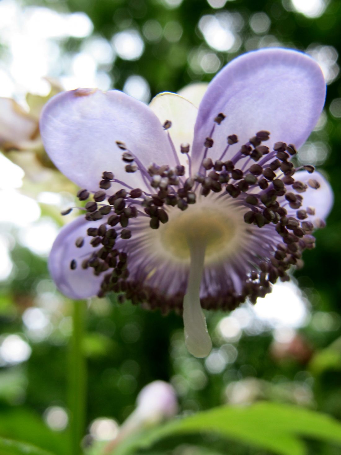 Deinanthe caerulea - A curious Blue Flower To delight your friends ...