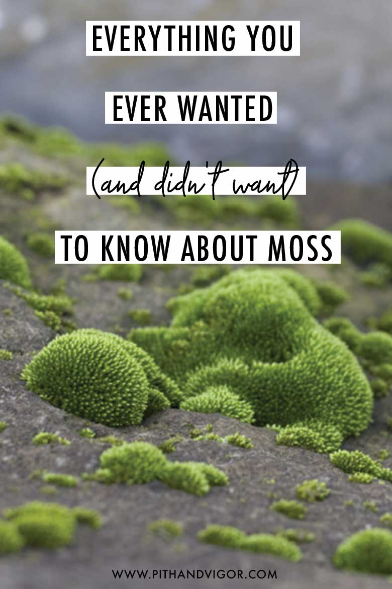 Everything You Ever Wanted (and didn't want) to Know About Moss | PITH ...