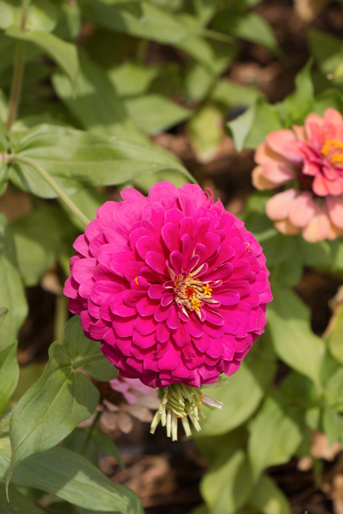 An Insider Tour of A Spectacular Garden In Florence | PITH + VIGOR